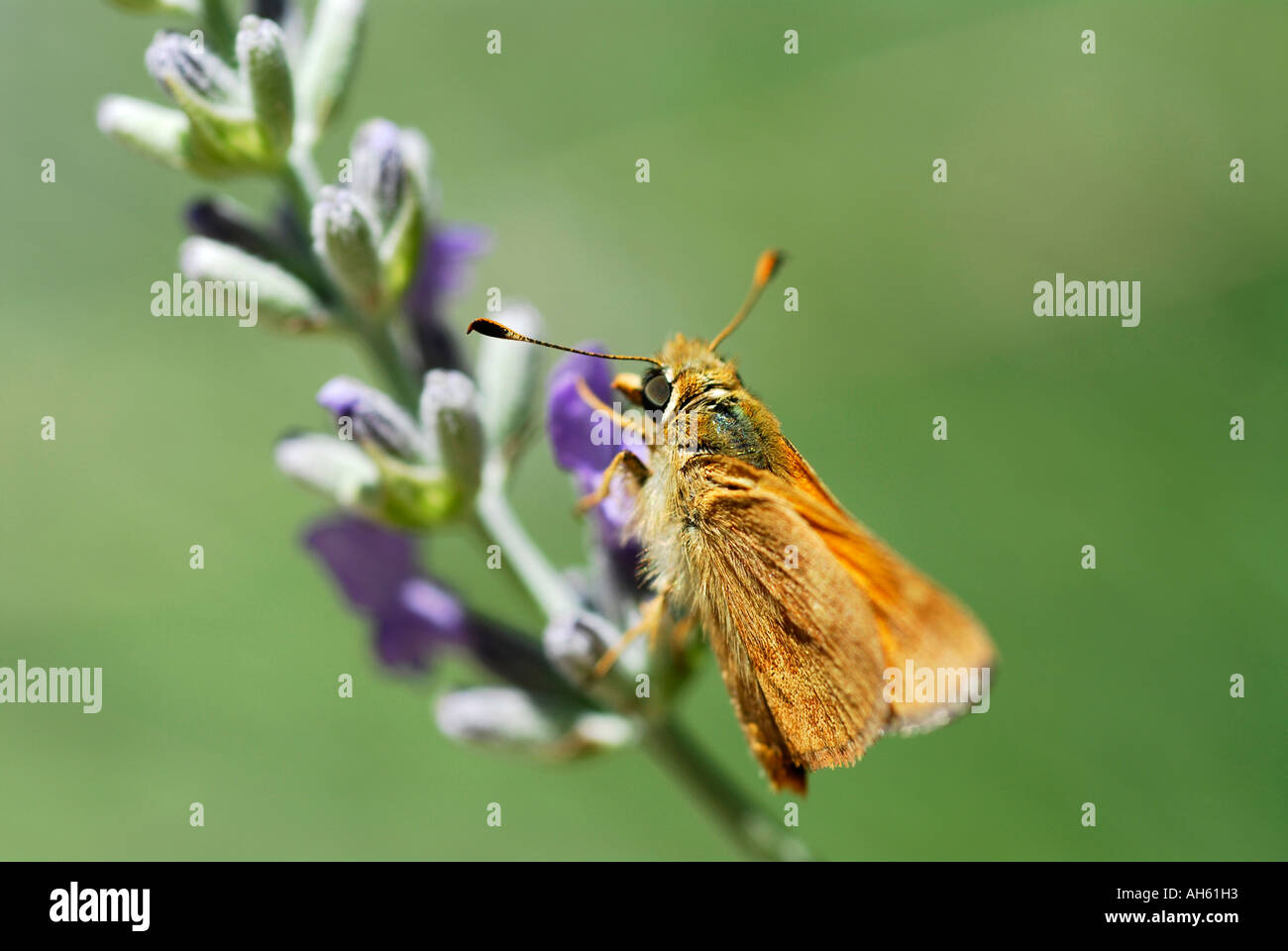 Skipper antenna hi-res stock photography and images - Alamy