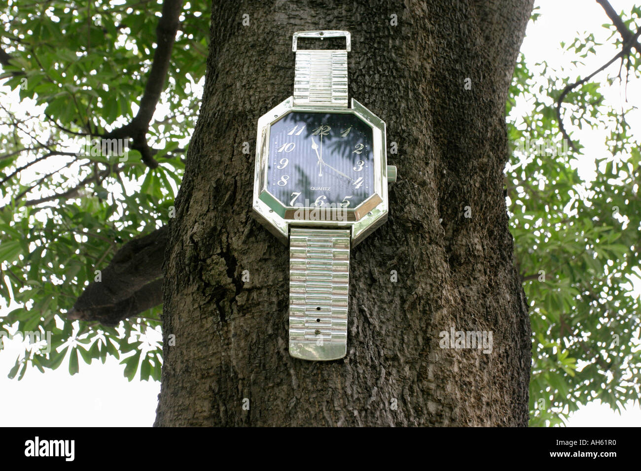 Watch hanging on tree Stock Photo - Alamy