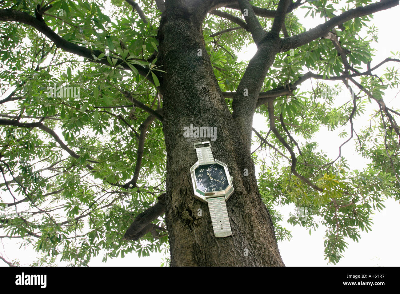Watch hanging on tree Stock Photo - Alamy