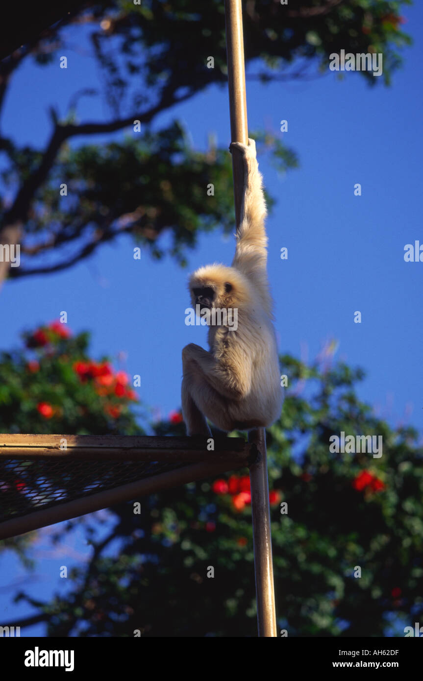Monkey Honolululu Zoo Waikiki Oahu Hawaii Stock Photo - Alamy