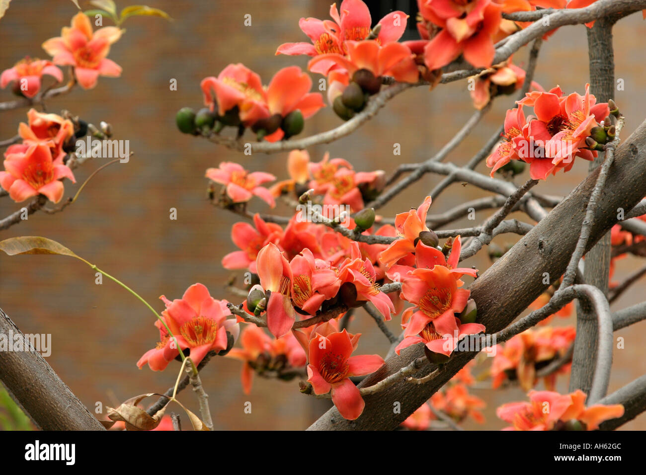 Cotton tree & flowers Stock Photo - Alamy