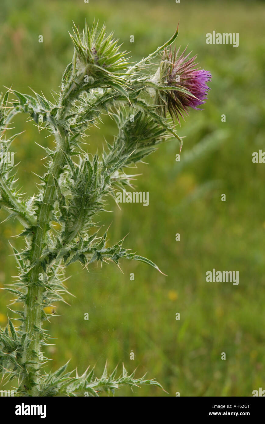 Musk Thistle, England, UK Stock Photo - Alamy
