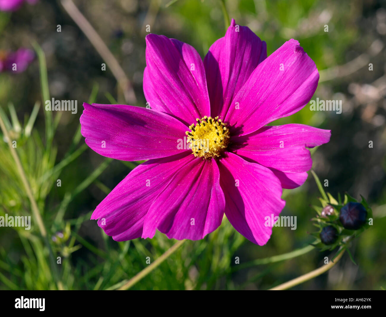 Colourful Cosmos flowers are commonly planted on waste ground in the ...
