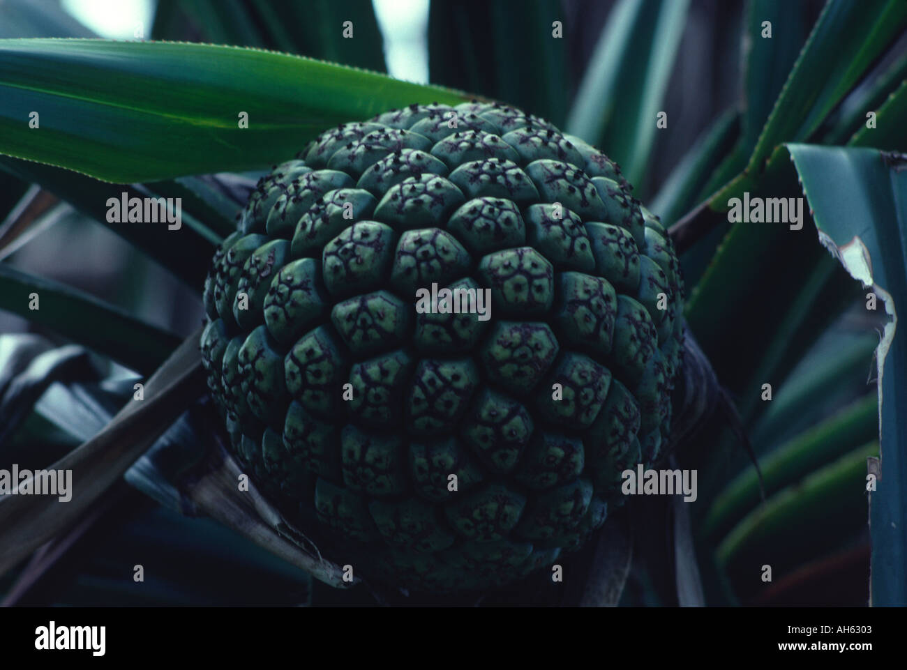 Hala plant hi-res stock photography and images - Alamy