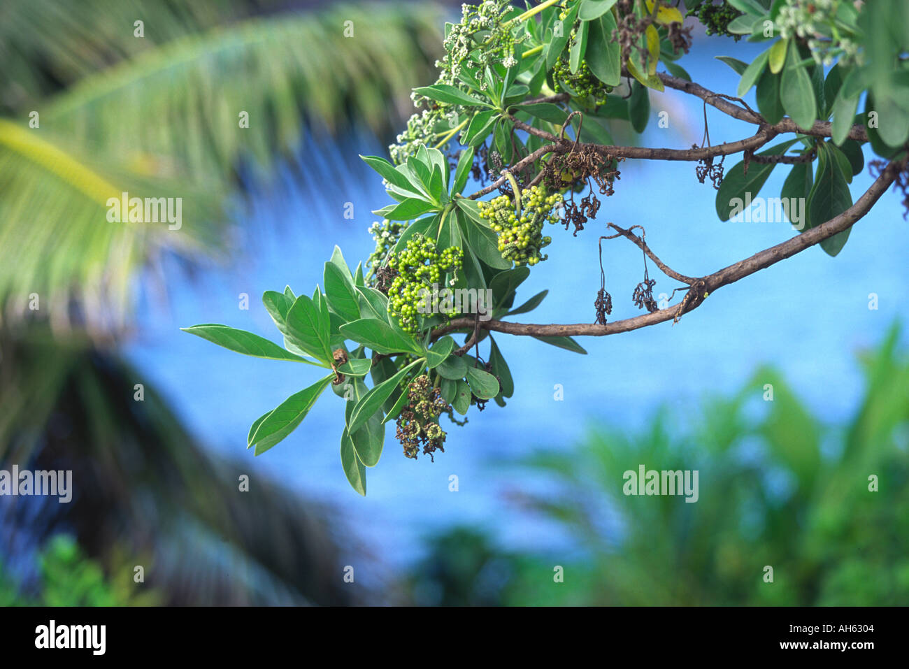 Beach heliotrope Hawaii Stock Photo - Alamy
