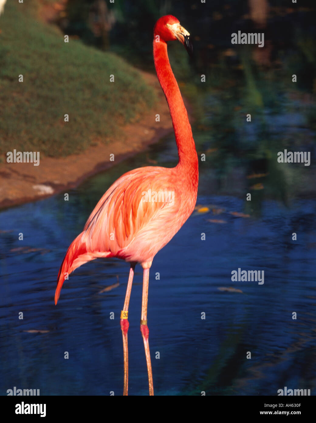 Honolulu Zoo High Resolution Stock Photography and Images - Alamy