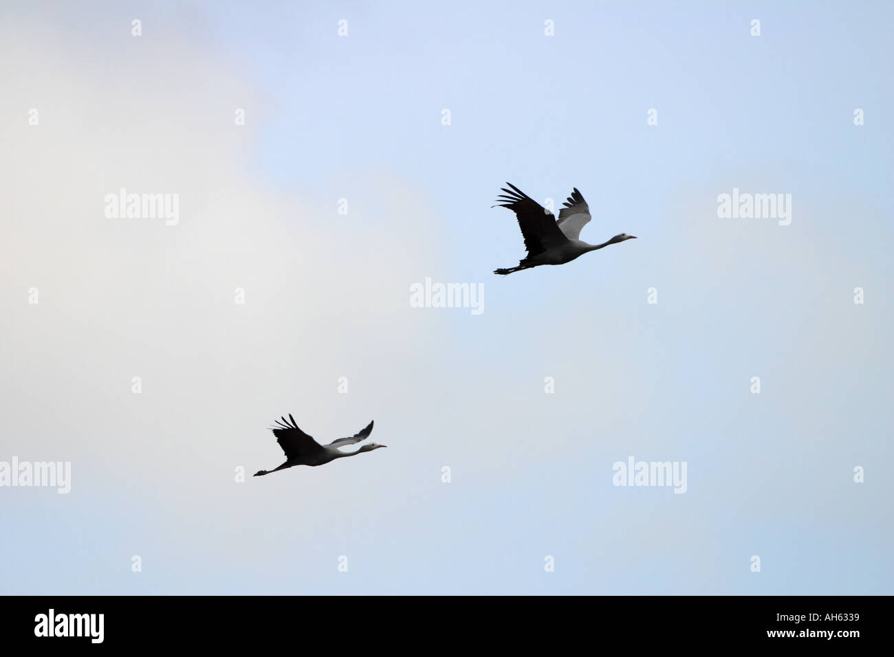 blue crane duo flying Stock Photo - Alamy