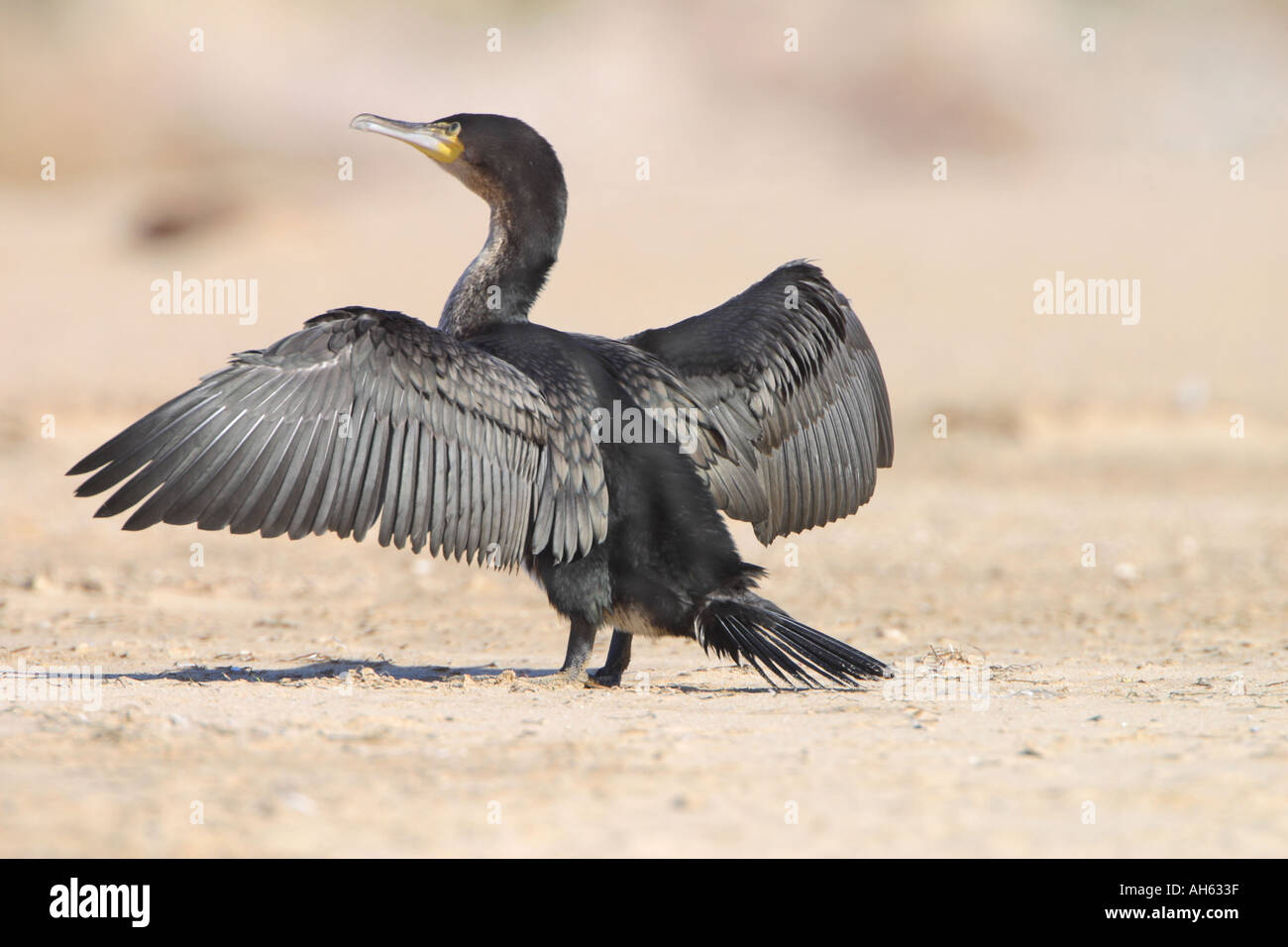 cormorant drying wings Stock Photo - Alamy