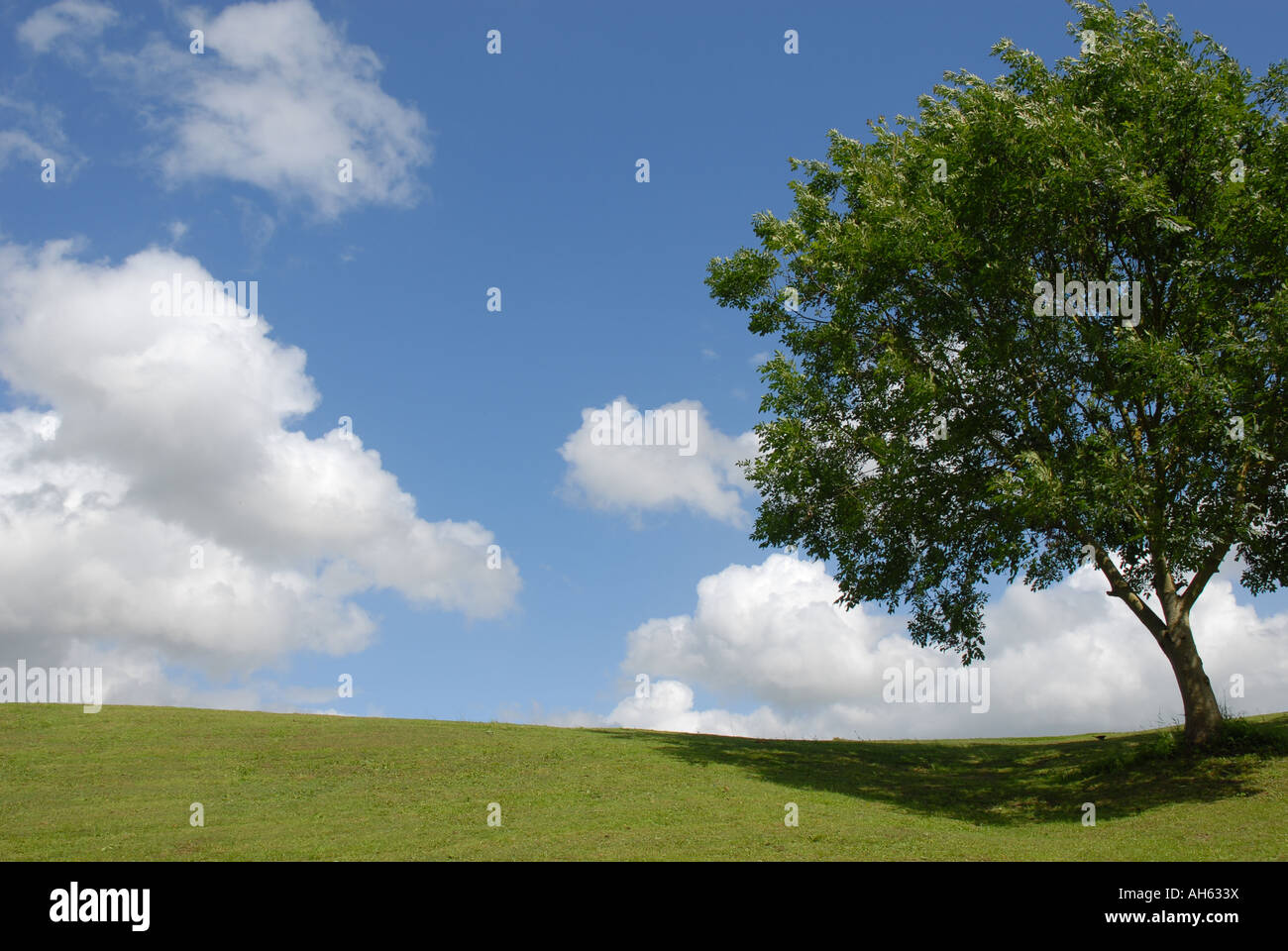 Tree casting a shadow on a meadow, England, Great Britain Stock Photo ...