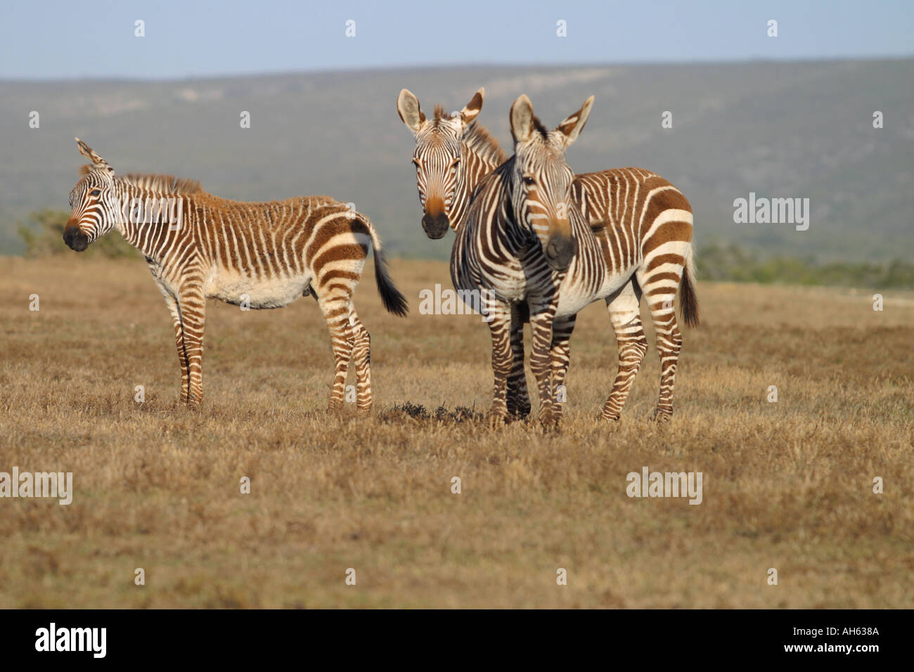 Zebra trio hi-res stock photography and images - Alamy