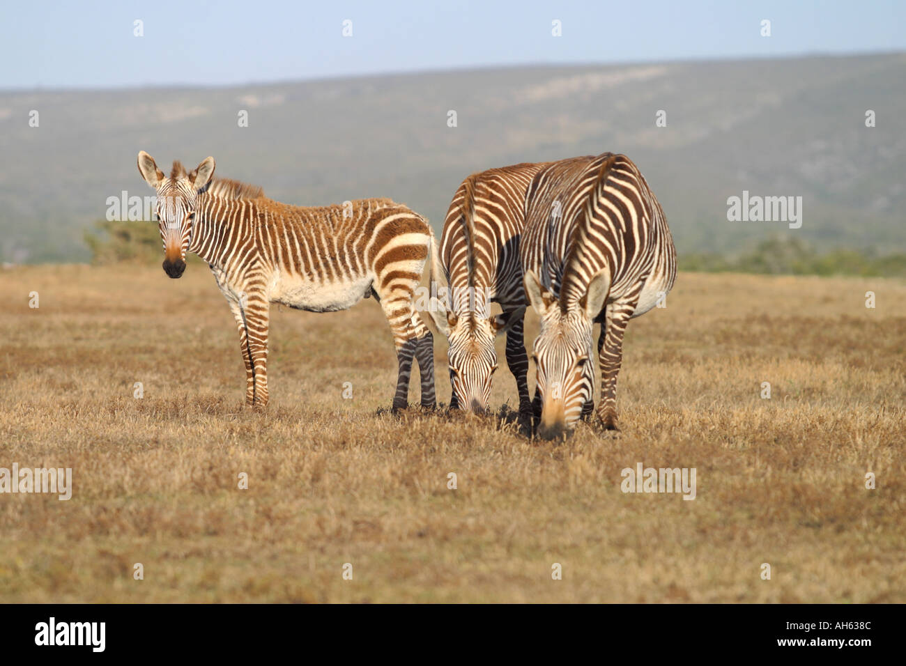 mountain zebra trio grazing Stock Photo - Alamy