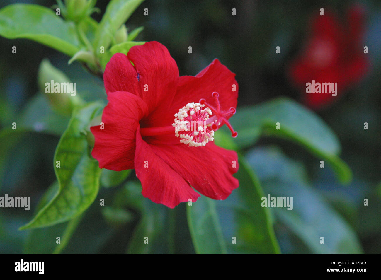 Native hibiscus flower hawaii hi-res stock photography and images - Alamy