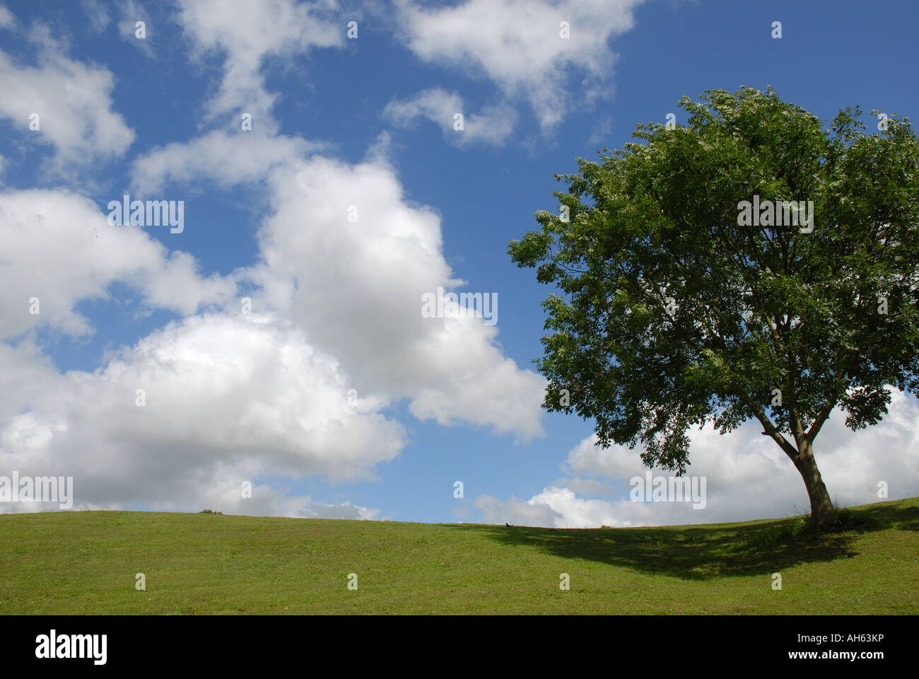Tree casting a shadow on a meadow, England, Great Britain Stock Photo ...