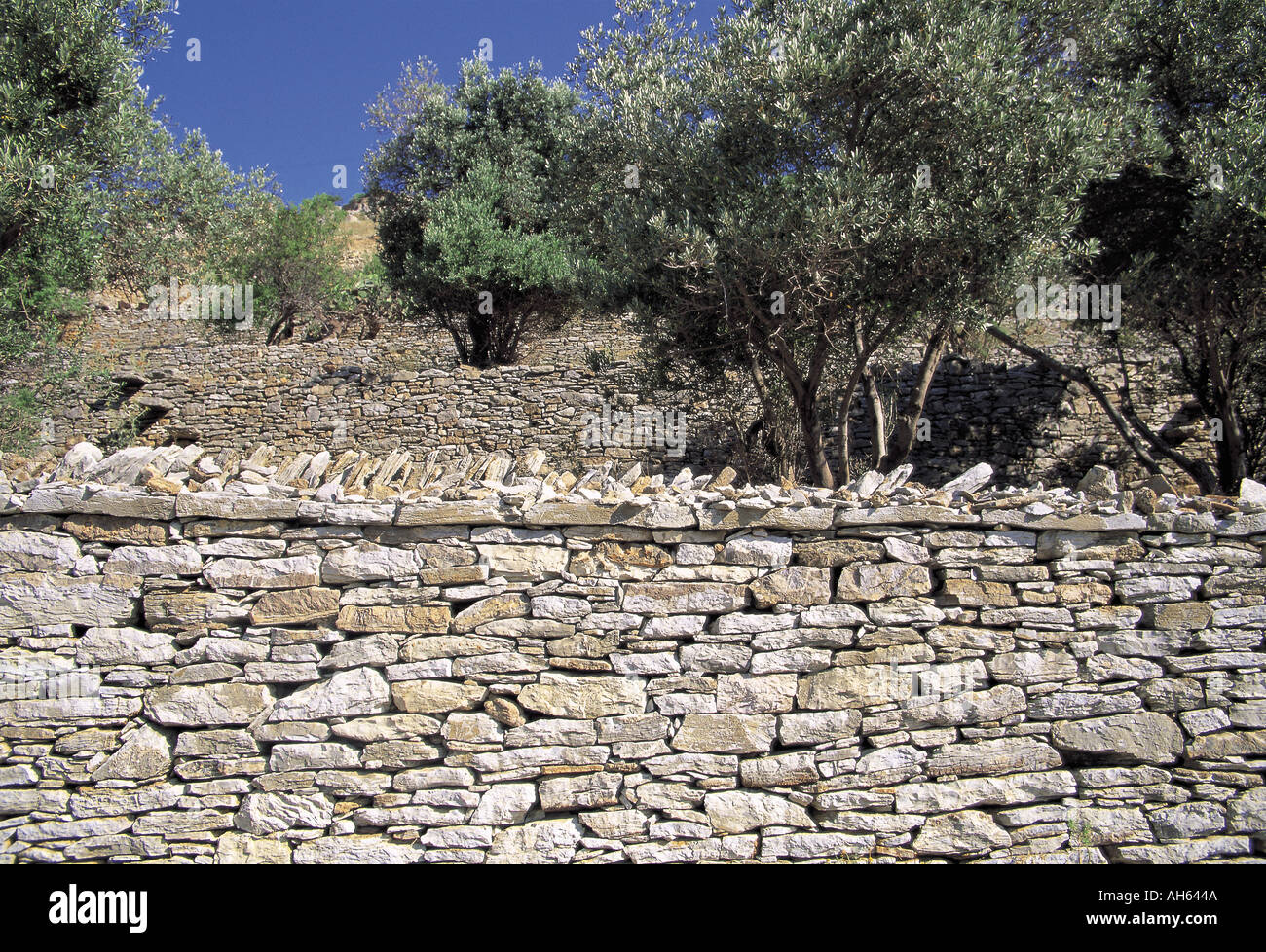 Olive Orchard with dry stone wall Stock Photo - Alamy