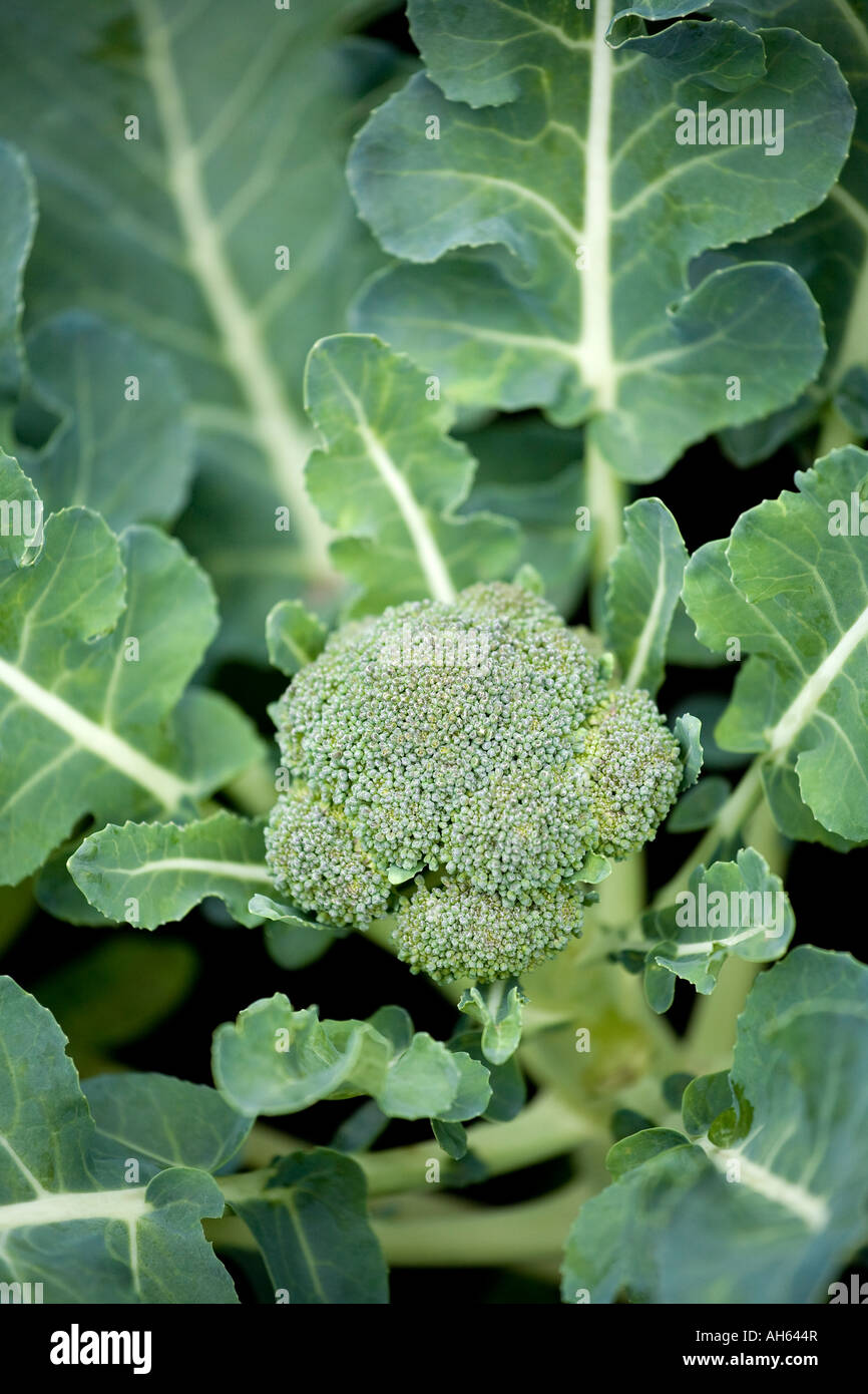 Broccoli 'Marathon' head Stock Photo - Alamy