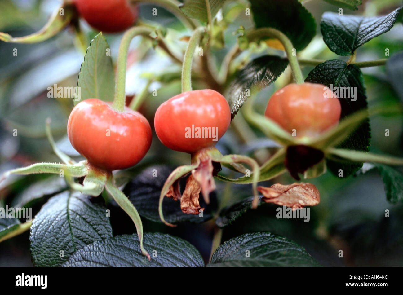 Rugosa rose hips hi-res stock photography and images - Alamy