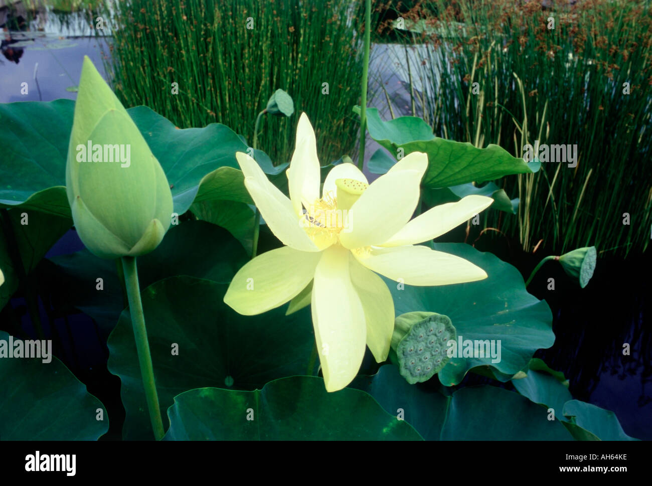 One handsome open pale yellow Nelumbo lutea American yellow lotus Stock ...