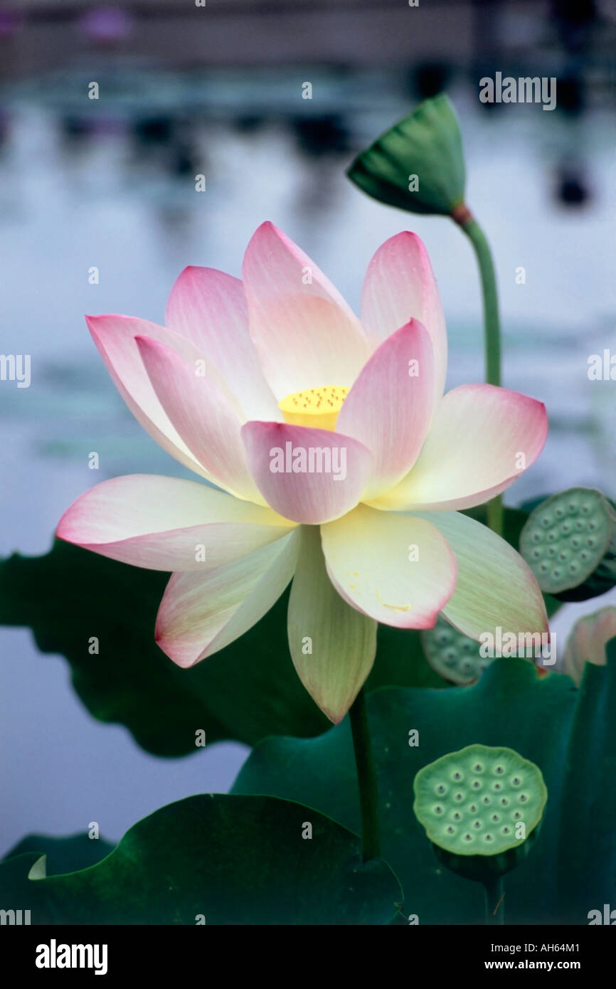 Padma Flower Stock Photos & Padma Flower Stock Images - Alamy