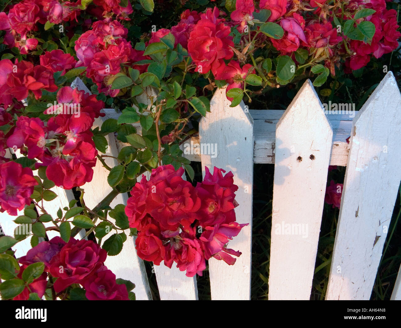 Red roses on quaint old fashioned picket fence Stock Photo - Alamy