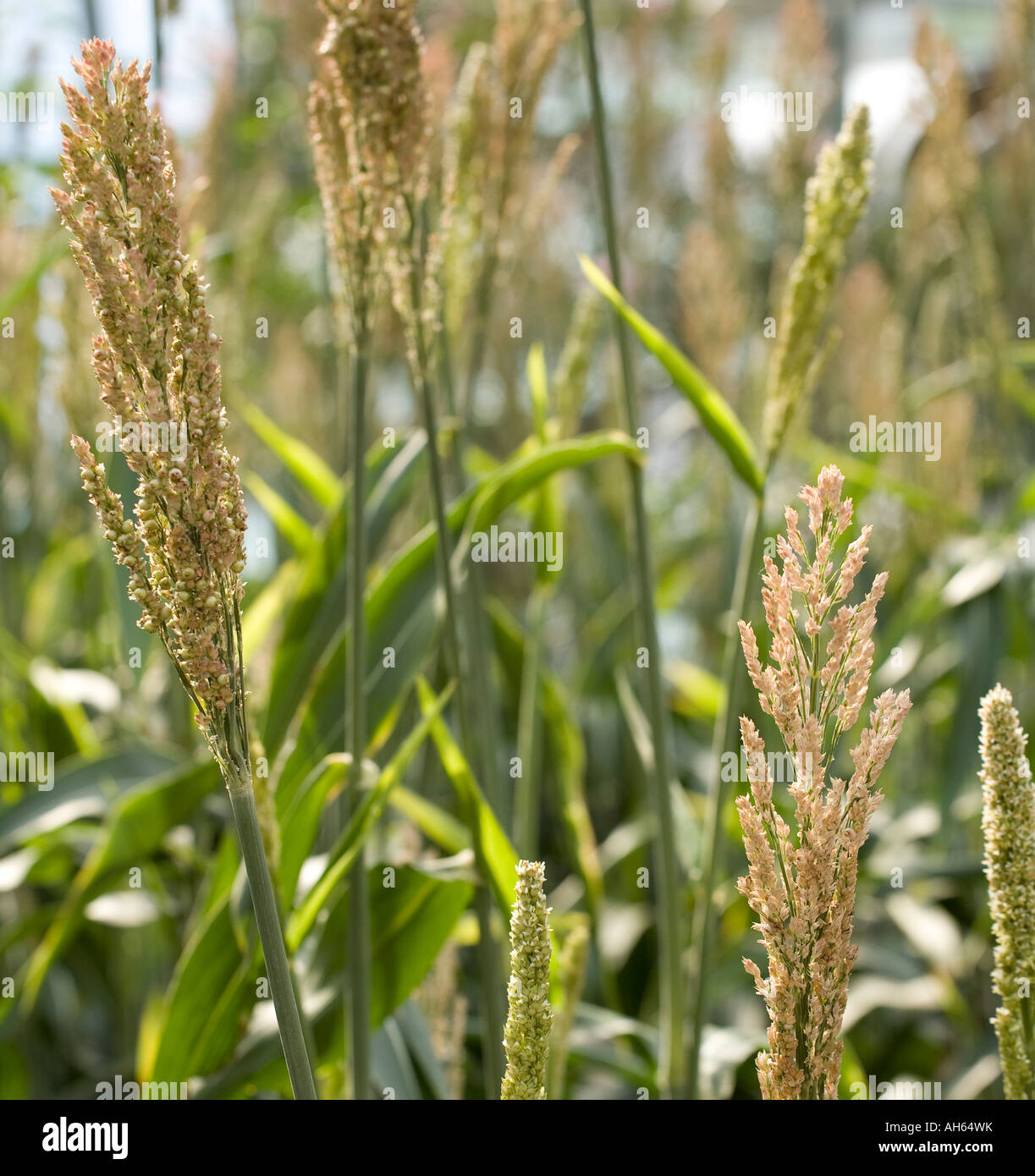 Kafir hi-res stock photography and images - Alamy