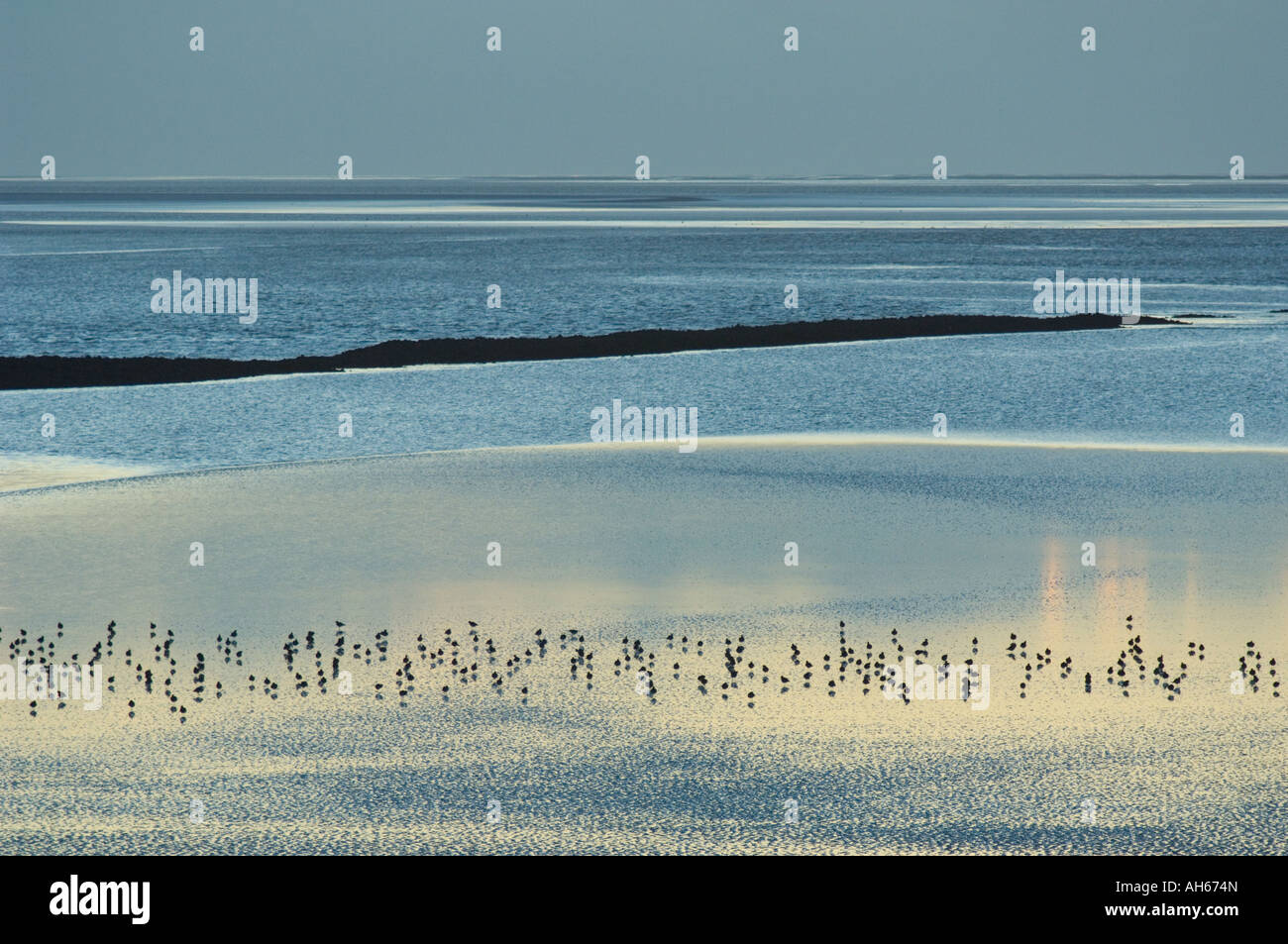 Wading birds on a beach in Morecambe Bay at sunset Stock Photo - Alamy