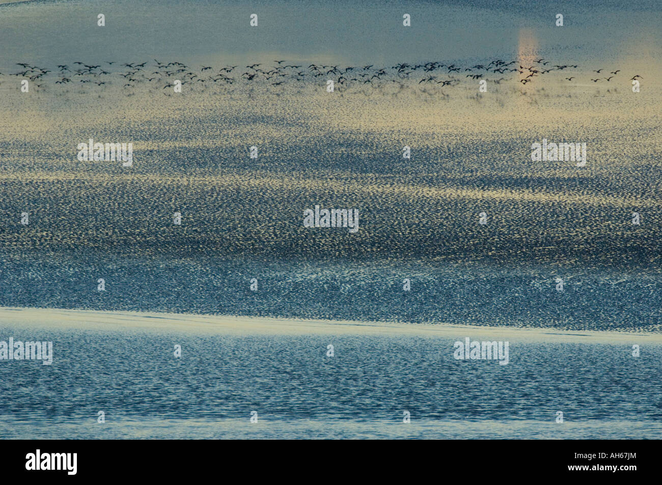 Wading birds on a beach in Morecambe Bay at sunset Stock Photo - Alamy