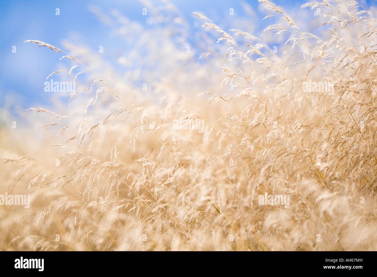 Tussock grass hi-res stock photography and images - Alamy