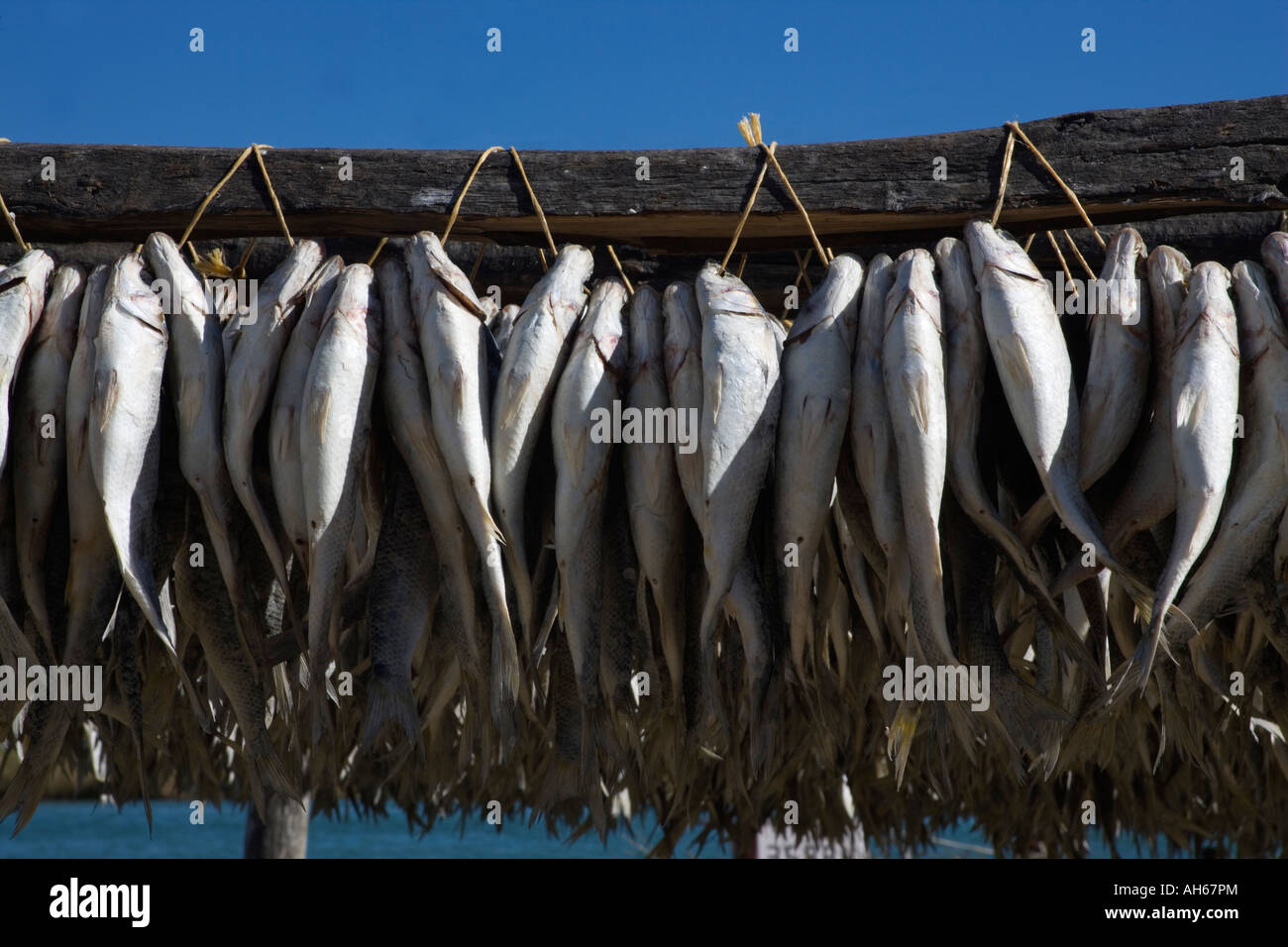Bokkoms dried fish sundrying Velddrif Western Cape South Africa Stock ...