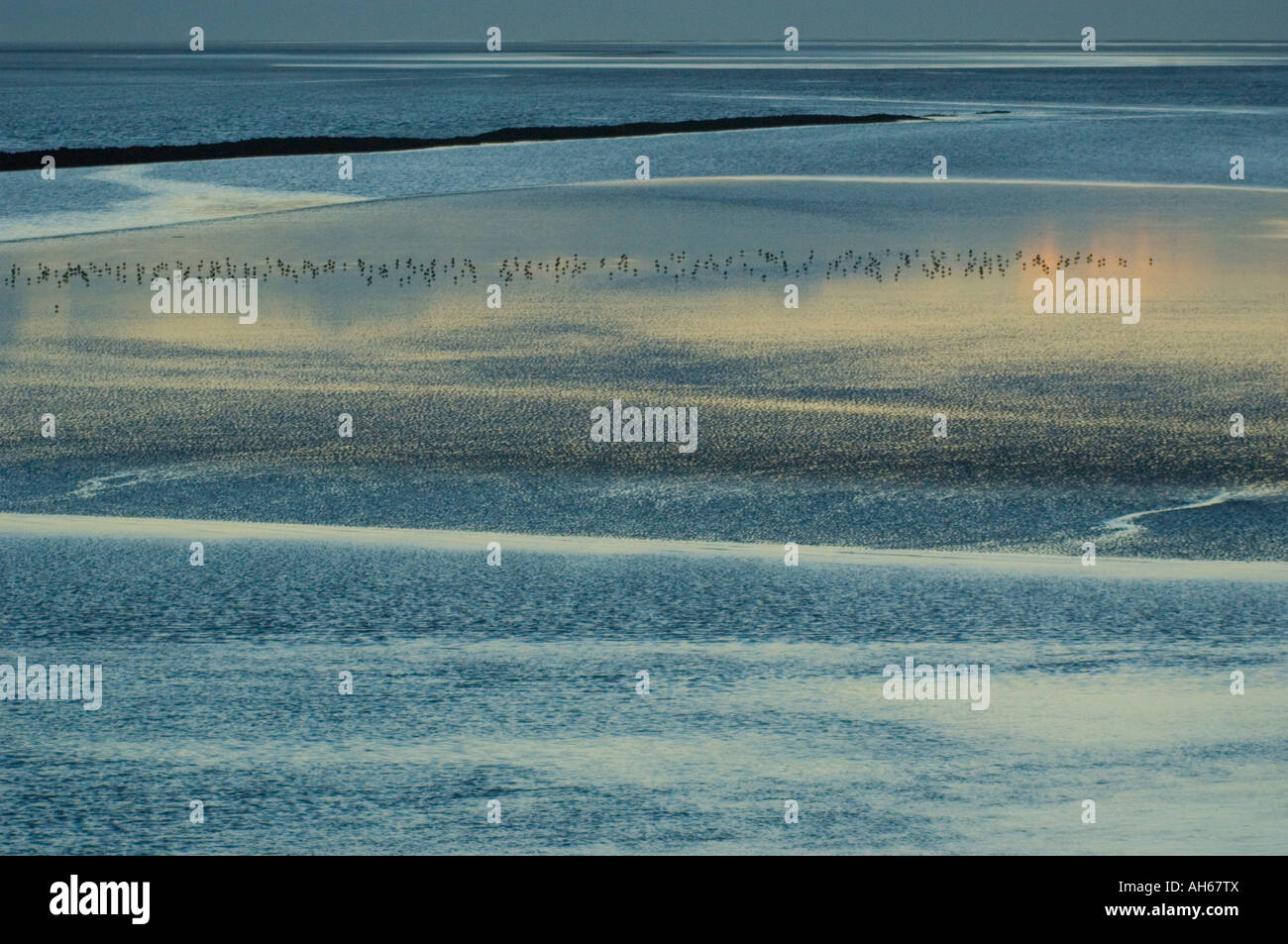 Wading birds on a beach in Morecambe Bay at sunset Stock Photo - Alamy
