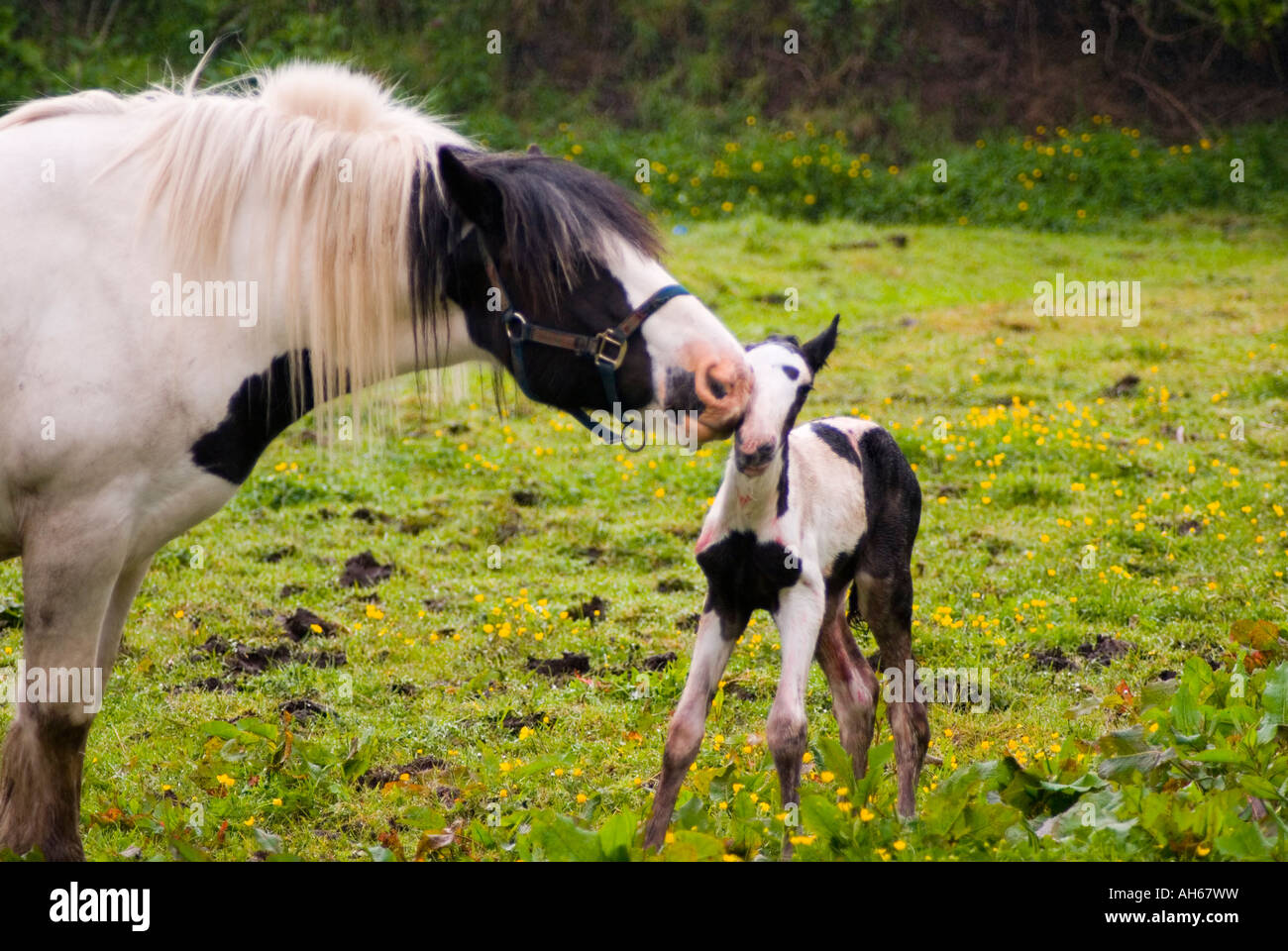 Ardara County Donegal Ireland A mare cleans her new born foal Stock ...