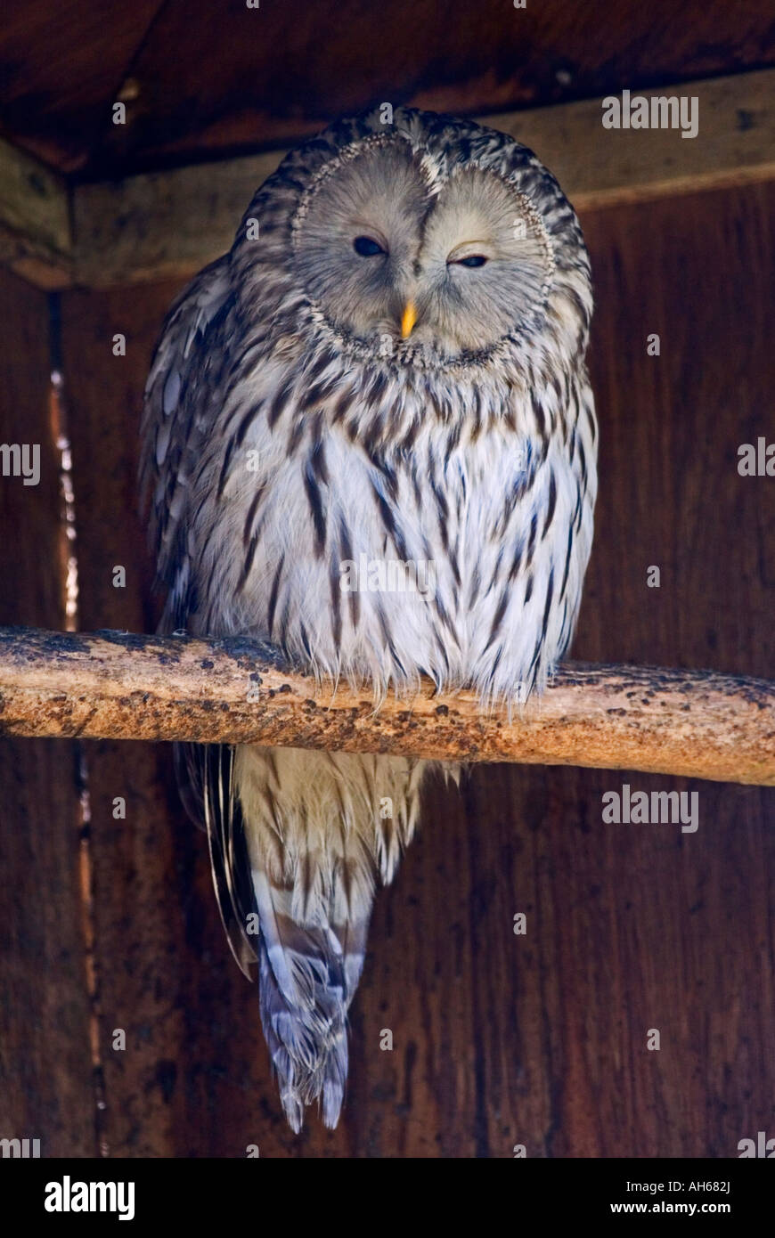 Ural Owl (strix uralensis Stock Photo - Alamy