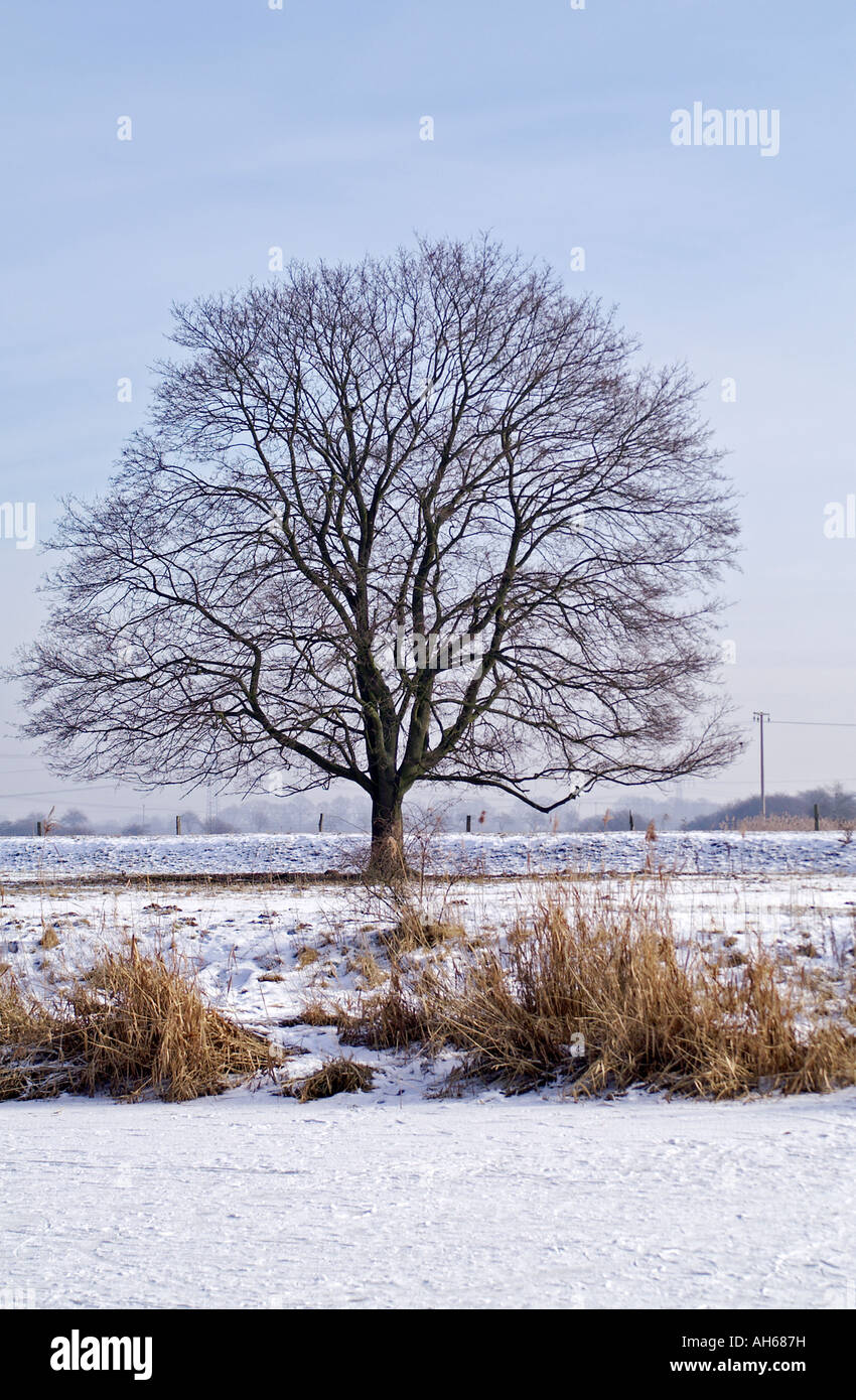 Winter Schnee Baum one tree Stock Photo - Alamy