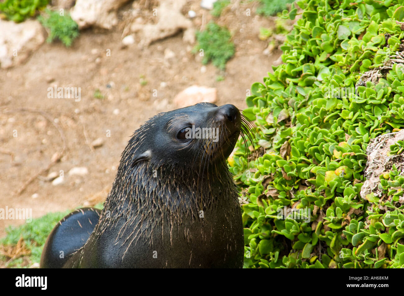 Australian fur seal Stock Photo - Alamy
