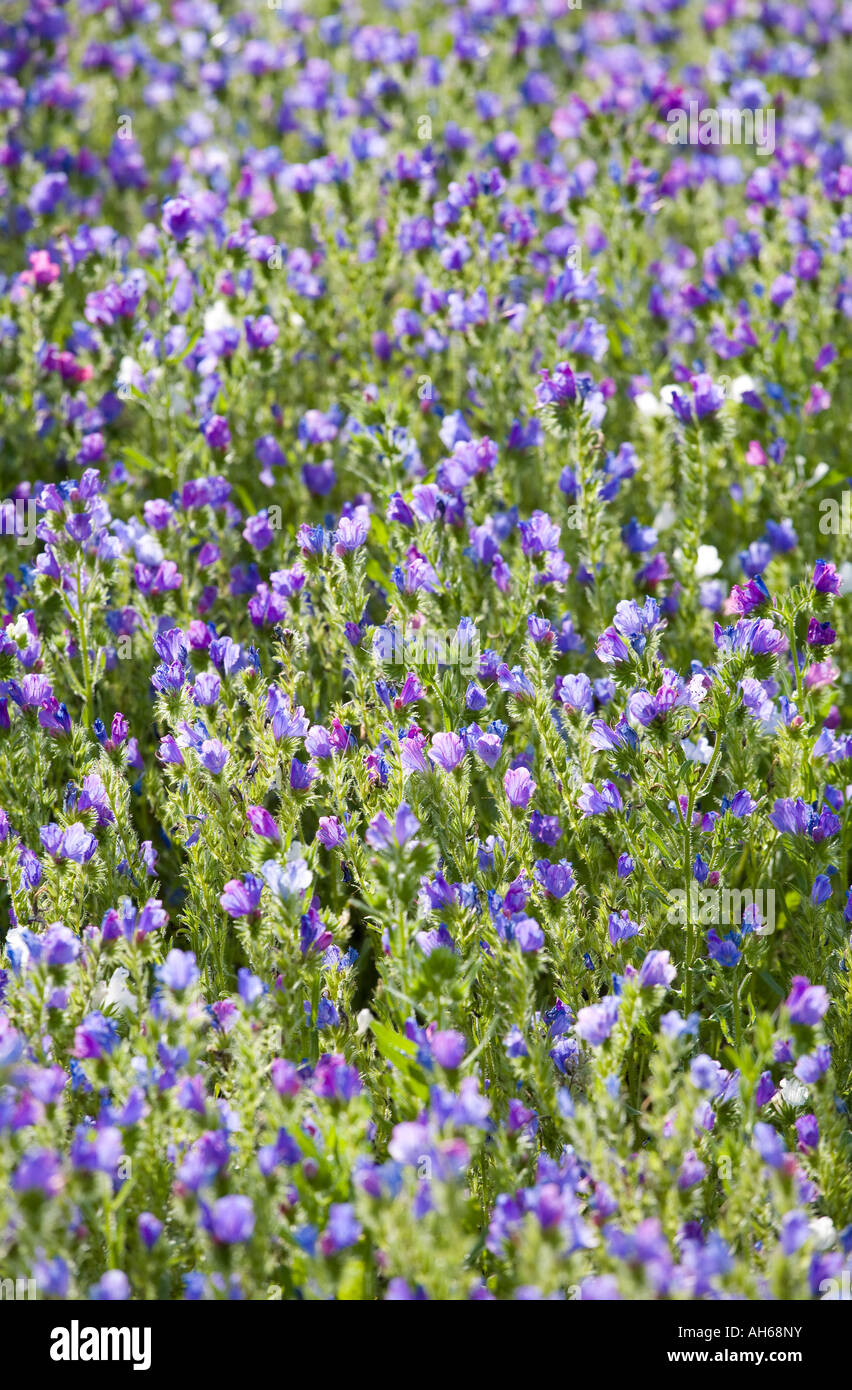 Purple Viper's Bugloss Stock Photo - Alamy