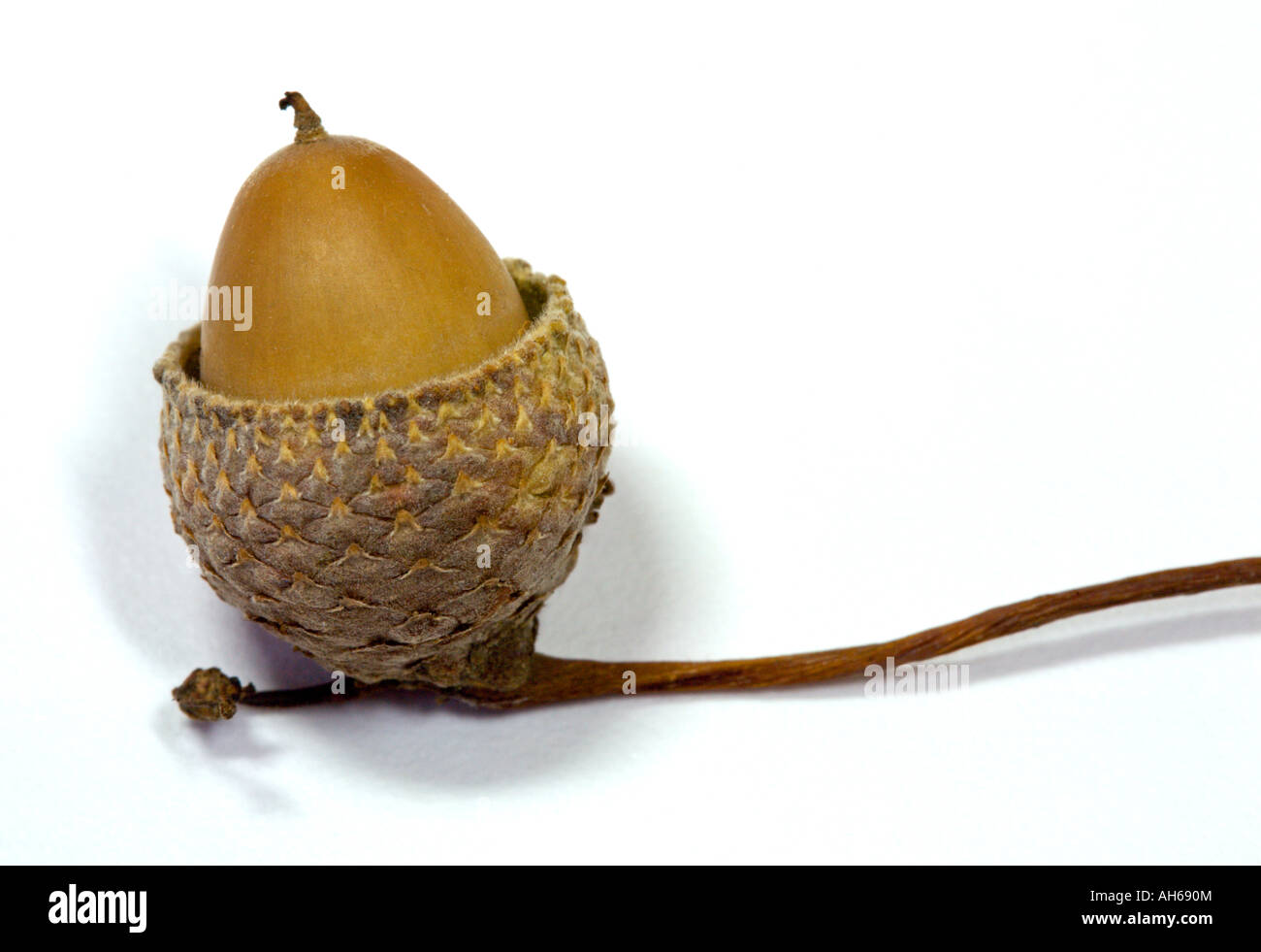 Acorn in Cup on a white background Stock Photo - Alamy