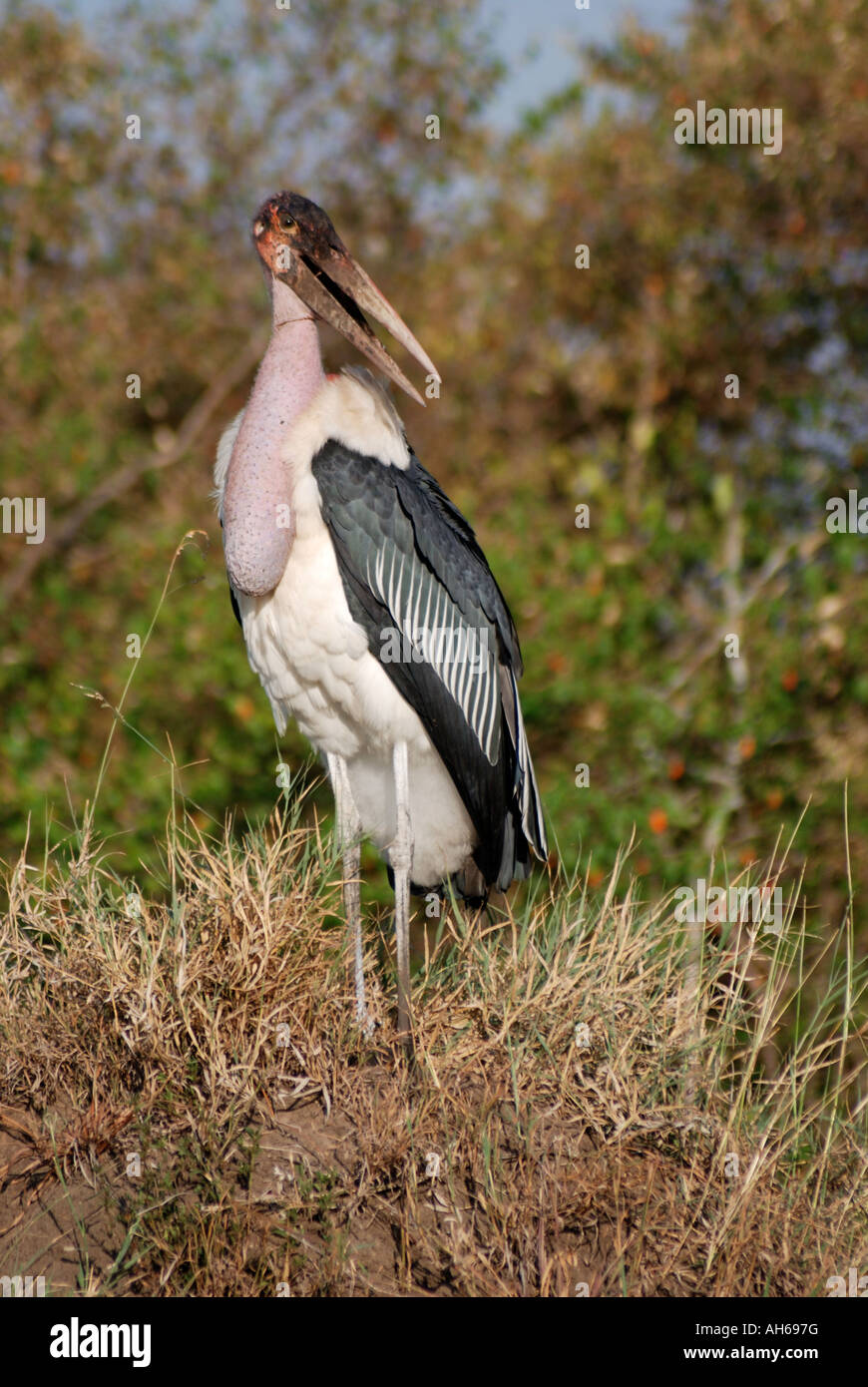Adult Marabou Stork on a termite mound in the Masai Mara National ...