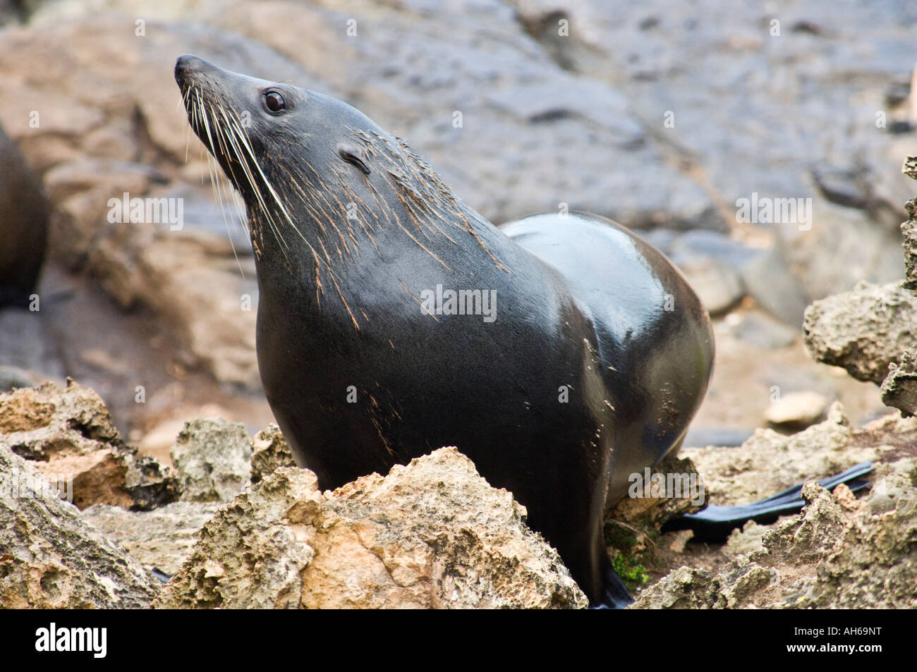 Australian fur seal Stock Photo - Alamy