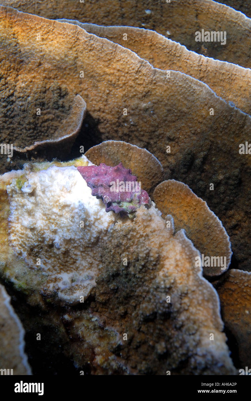 Drupella snail hi-res stock photography and images - Alamy
