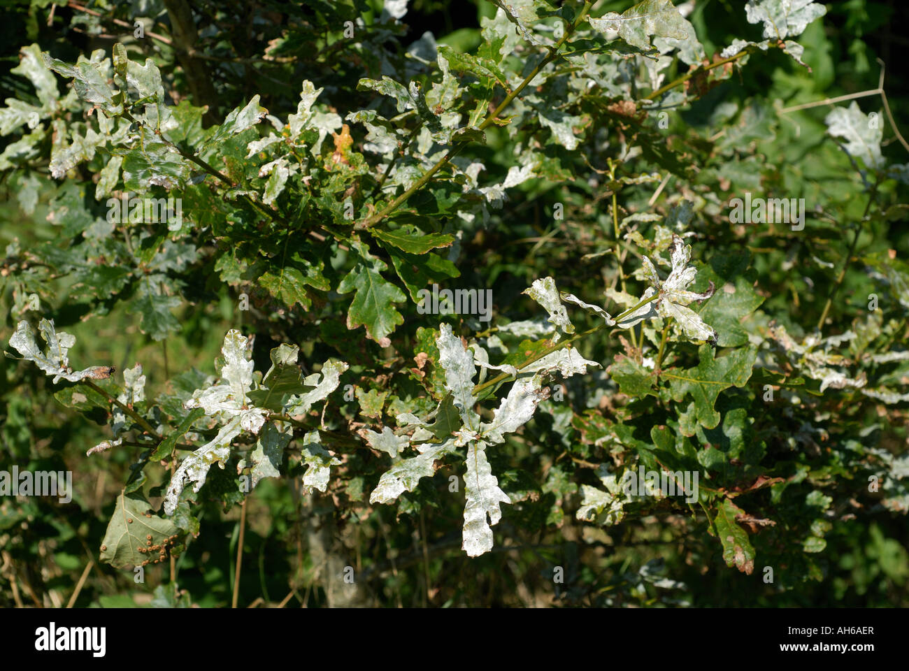 Powdery mildew Microsphaera alphitoides on small oak tree Quercus robur ...