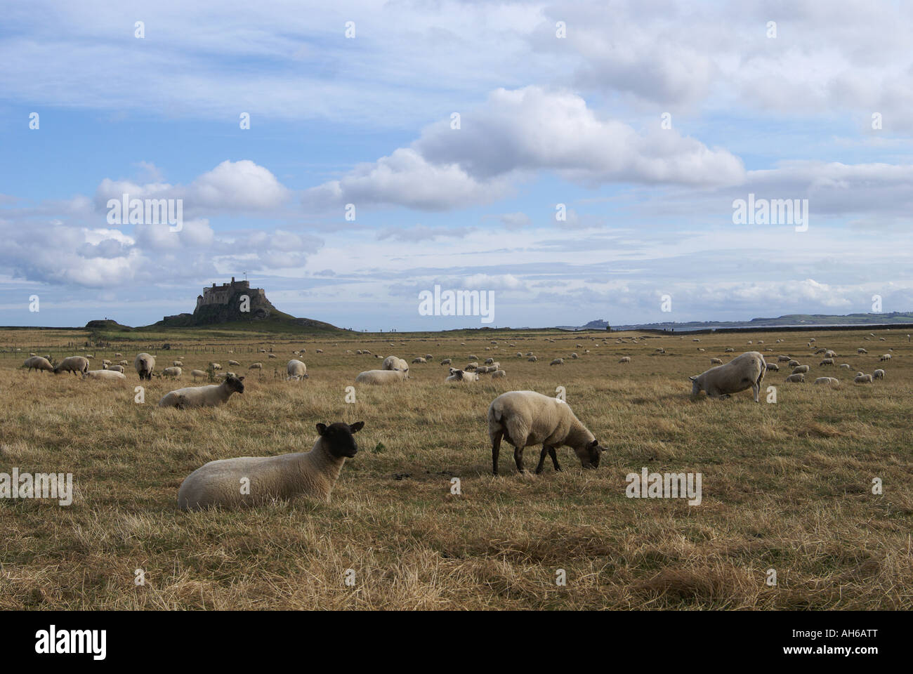 Sheep grazing near Lindisfarne Castle, Holy Island Stock Photo - Alamy