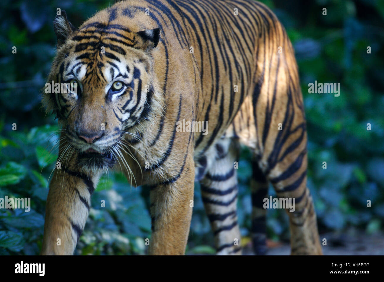 Malaysian tigers hi-res stock photography and images - Alamy