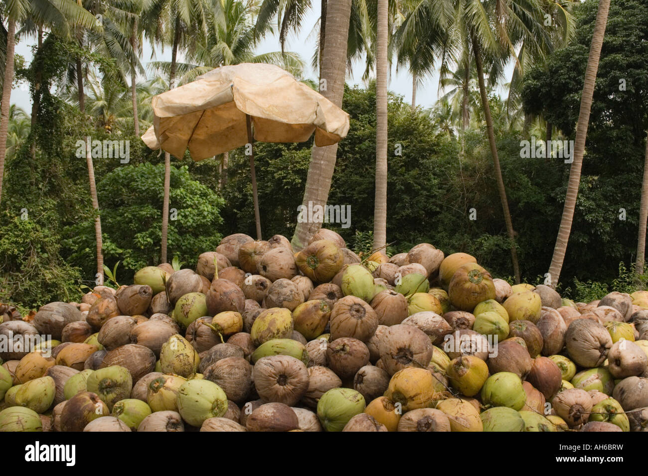Coconut dehusking hi-res stock photography and images - Alamy