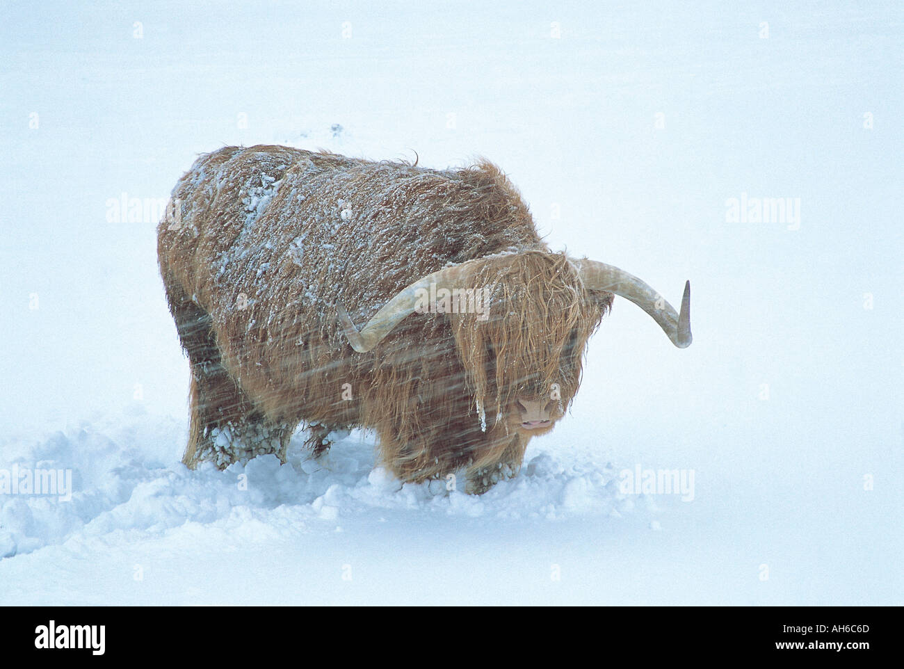 Cattle blizzard hi-res stock photography and images - Alamy