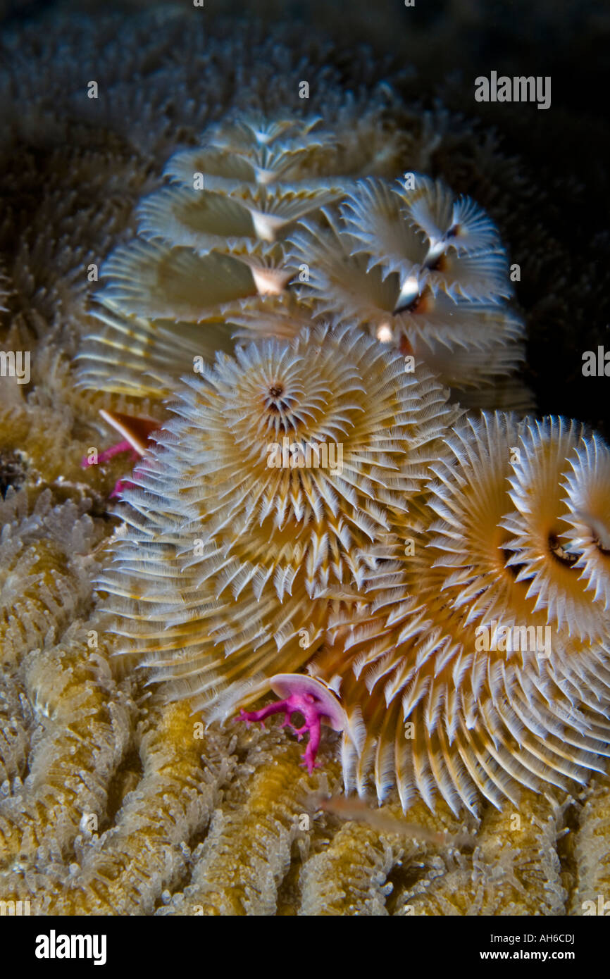 Christmas tree worm hi-res stock photography and images - Alamy