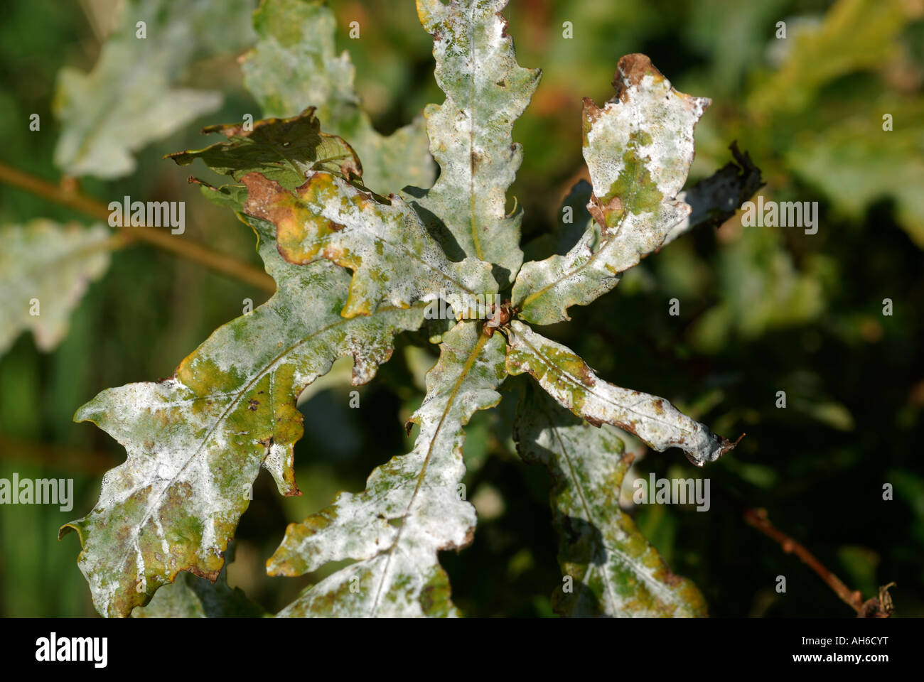 Oak tree uk september hi-res stock photography and images - Alamy