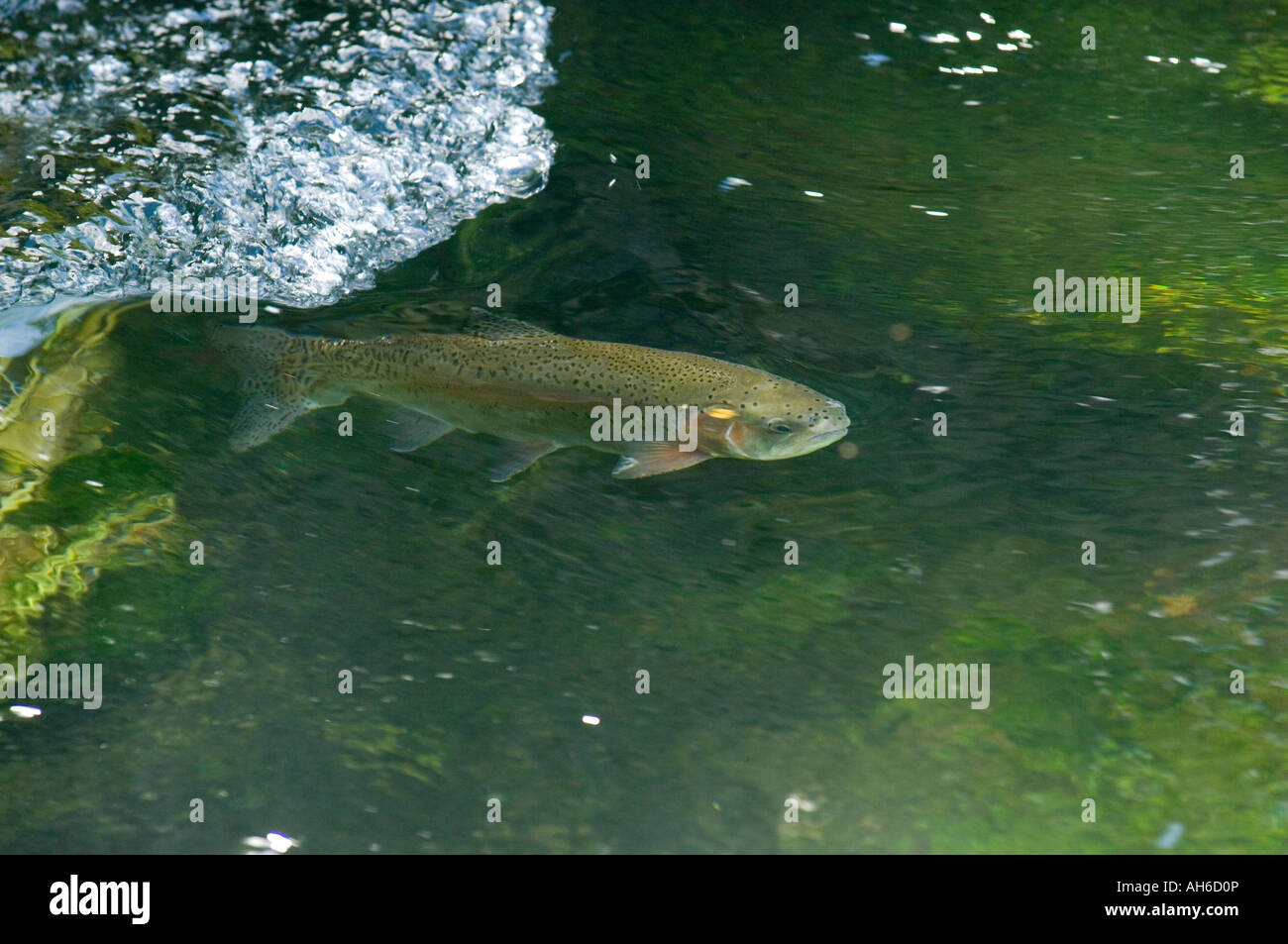 A TROUT IN THE RIVER COLN BIBURY GLOUCESTERSHIRE COTSWOLDS Stock Photo ...