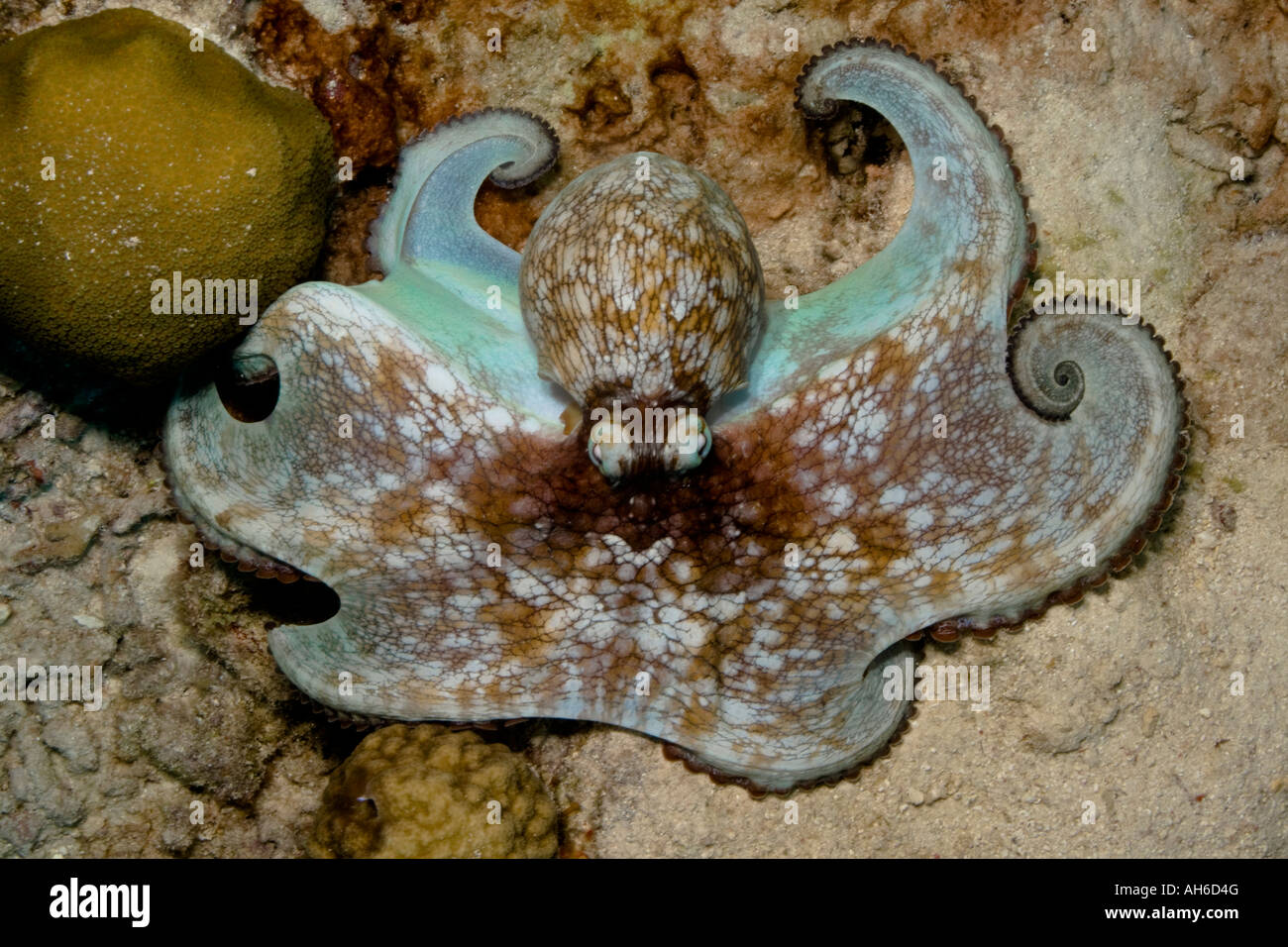 Octopus caribbean hi-res stock photography and images - Alamy