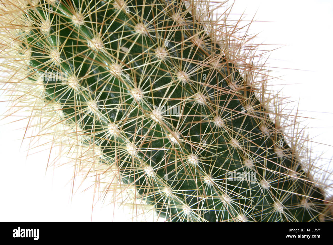 A macro of a cactus Stock Photo - Alamy