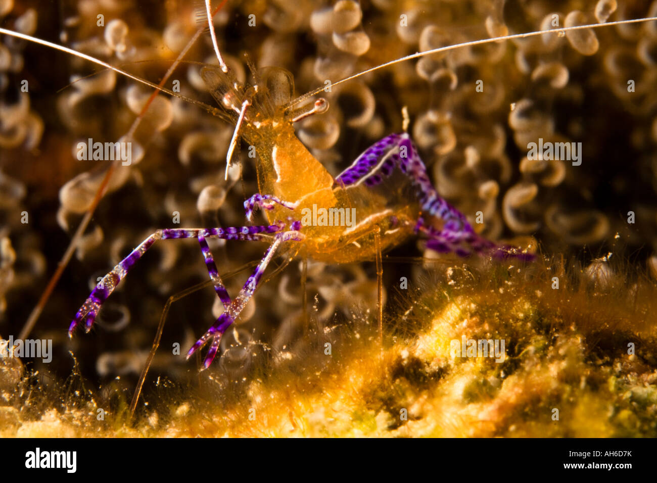 Shrimp underwater hi-res stock photography and images - Alamy