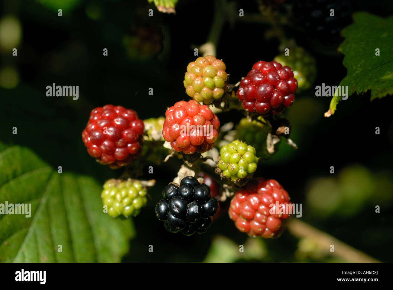 Small young blackberry Rubus fruticosus fruit in various stages of ...